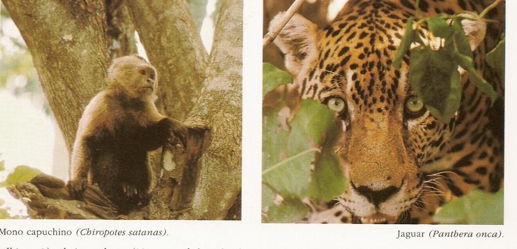 EL VERDADERO AMAZONAS VENEZOLANO: Fauna