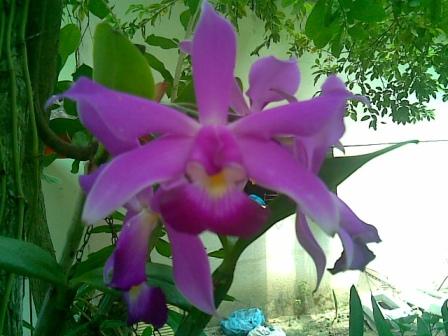 EL VERDADERO AMAZONAS VENEZOLANO: Flora