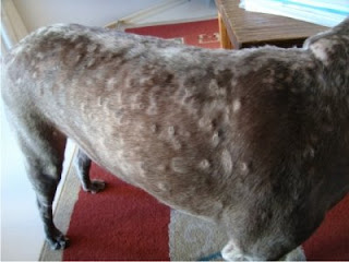 Dermatologia Animal c/ Dra. Andrea Saffi: Caso de Piodermite Recidivante