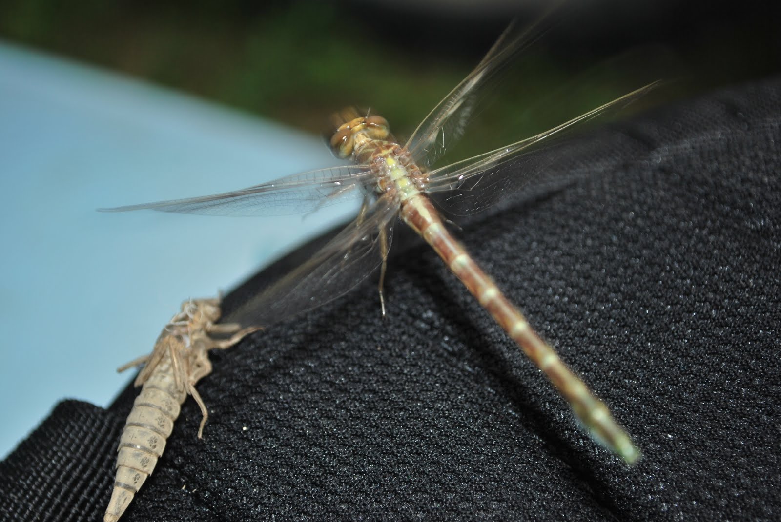 Dolan Art & Photography: The Amazing Birth of a Dragonfly