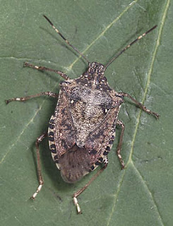 The More, The Messier: September 2010