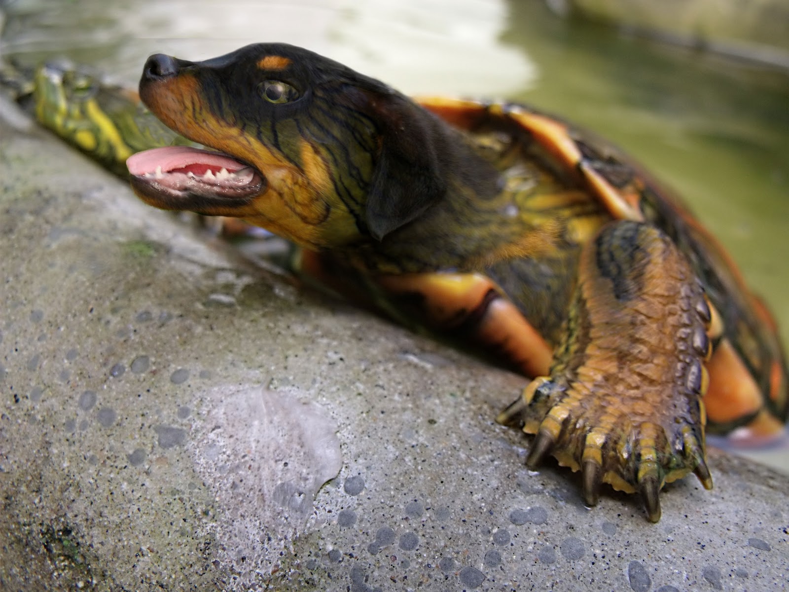 Love is not bound to species : r/aww