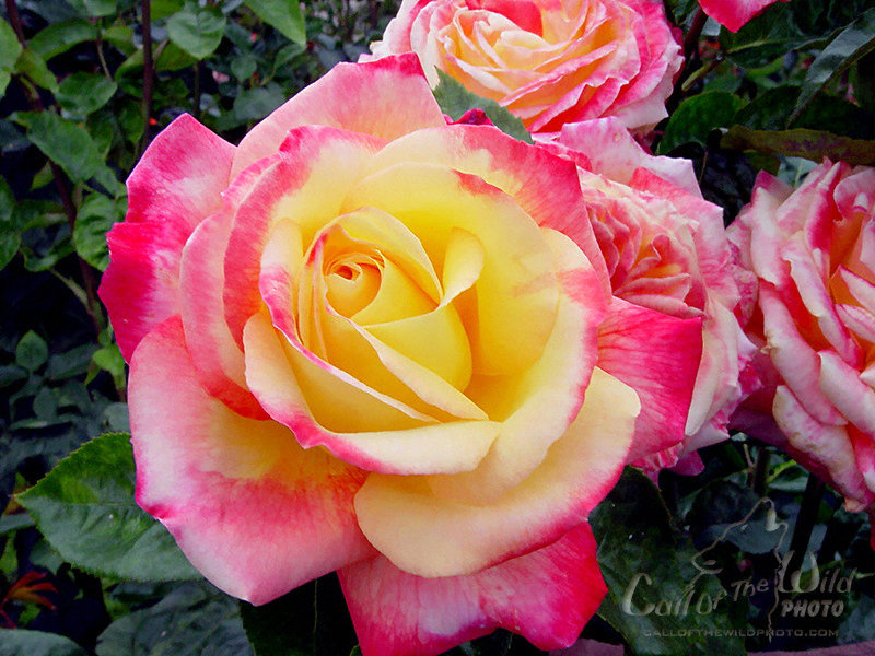 Roses For All Seasons: The Beauty of Hybrid Tea Roses