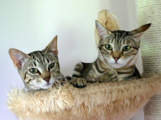 Cats and Kittens: Sokoke