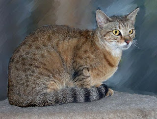 Cats and Kittens: Cheetoh