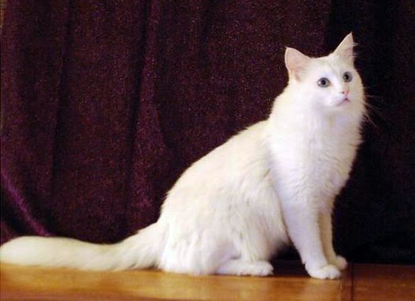 Cats and Kittens: Turkish Angora