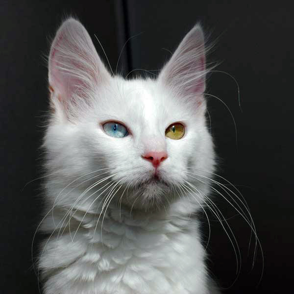 Cats and Kittens: Turkish Angora