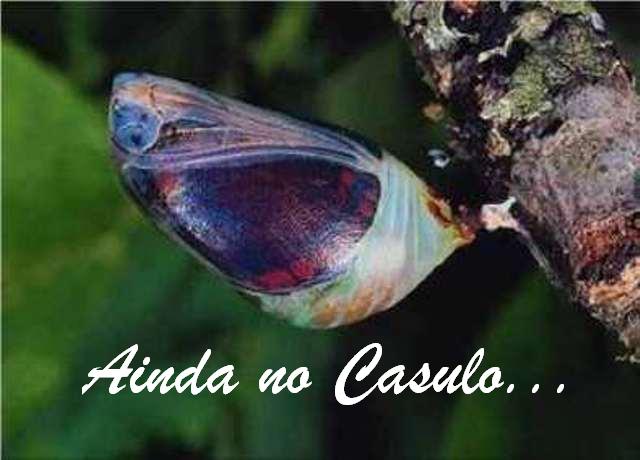 Carolina Arcanjo!: Ainda no casulo