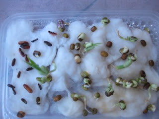 Home Science Experiment - Germinating Bean Seeds ~ Parenting Times