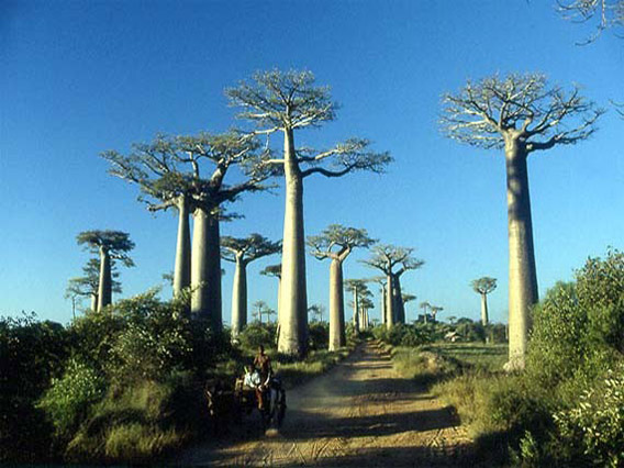 Les plus beaux paysages du monde: MaDaGaSCar ==>Morondava: Les baobabs