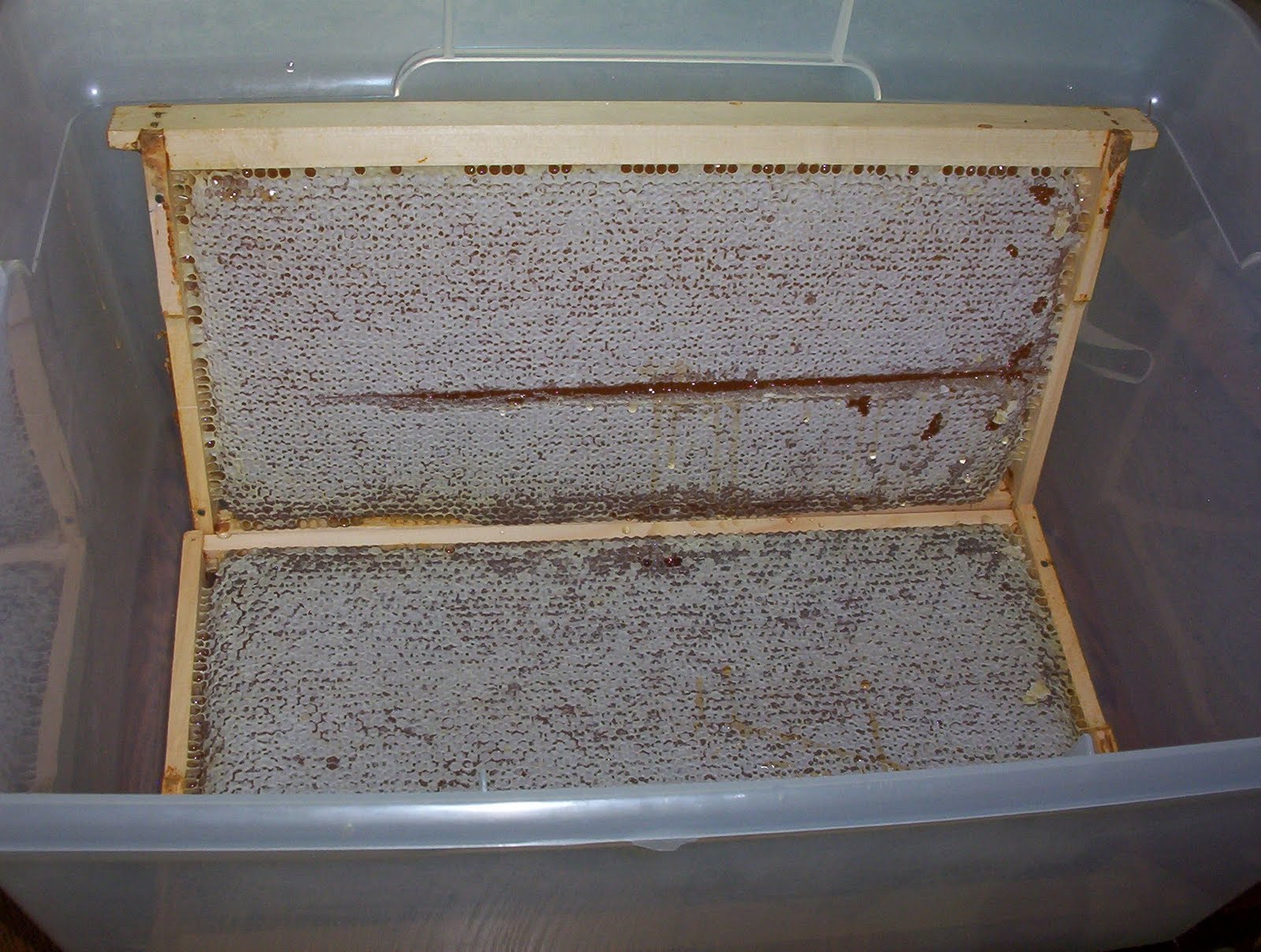 Bees by the Sea: Frames in the hive