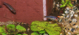 oceanaq: Burmese blue zebra rasbora (Microrasbora Erythromicron)