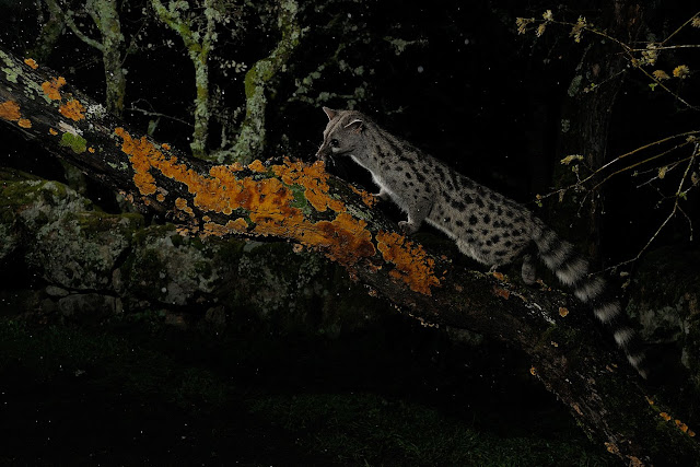 Pablo Serrano ·FOTOGRAFIA DE NATURALEZA: Criaturas de la noche: La ...