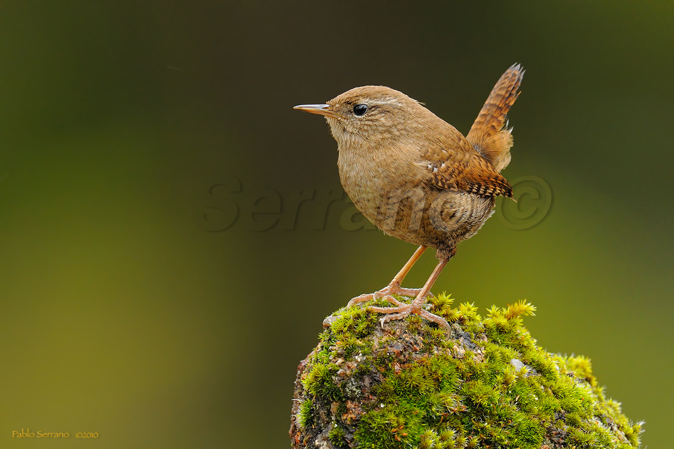 Thomson Viper Filmstream Camera For Sale