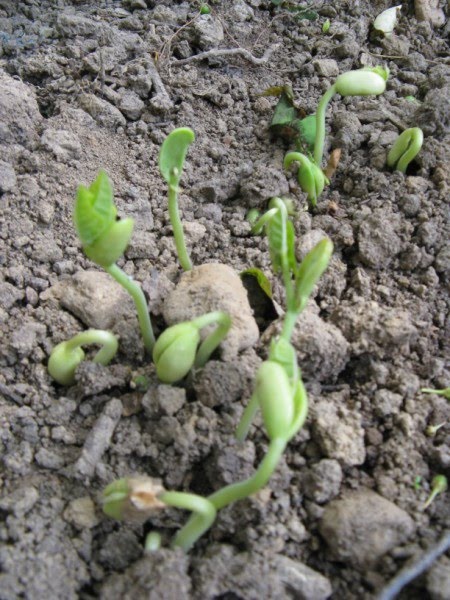 Let Me Say This About That: Growing things