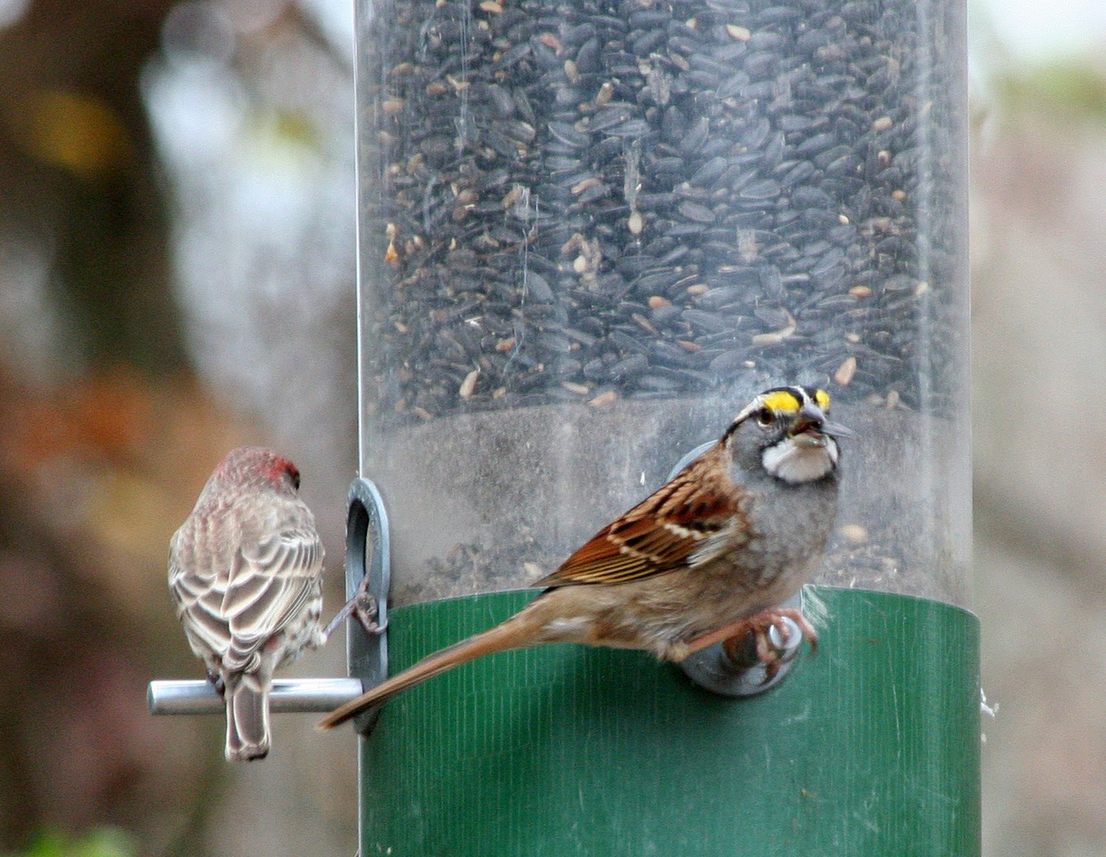 Room Without Walls: Canada's Sweet Sparrow