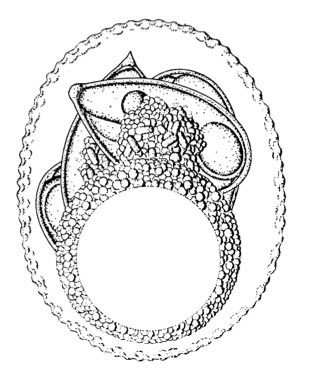 Parasite of the Day: September 8 - Eimeria alligator