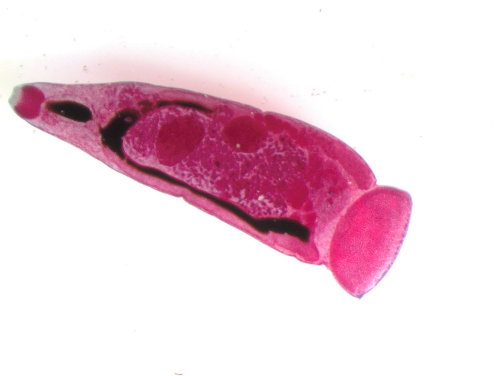 Parasite of the Day: October 29 - Megalodiscus temperatus