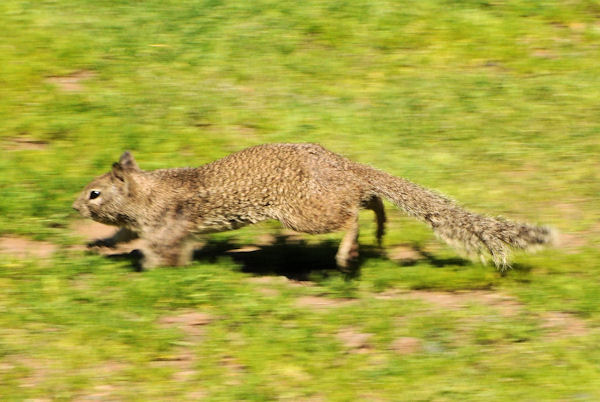 The Wayward Hawaiian: Mutant Ninja Squirrel!