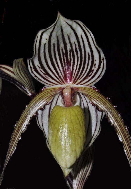 The Wayward Hawaiian: Paphiopedilum St. Swithin