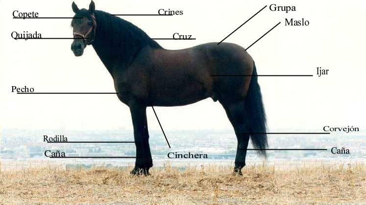 Solar de Las Calderas: El Caballo Español