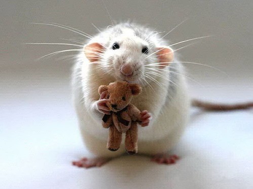 Eu Amo Meu Rato Twister- A Vida é Especial com Eles: Twisters ...