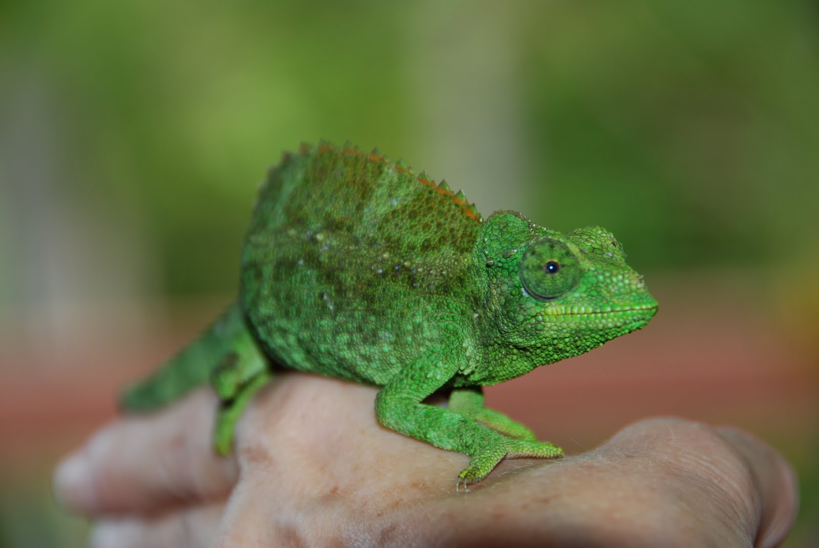 Just a Girl in the World: Maui, Hawaii, USA