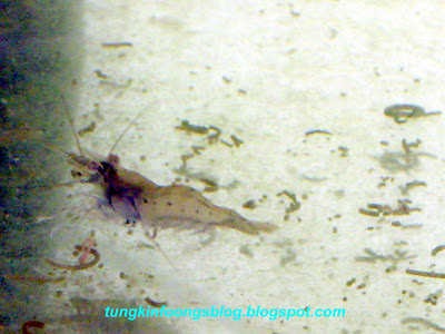 Tung Kin Foong's Blog: Malaysian Fresh Water Grass shrimp.(Palaeomonetes)