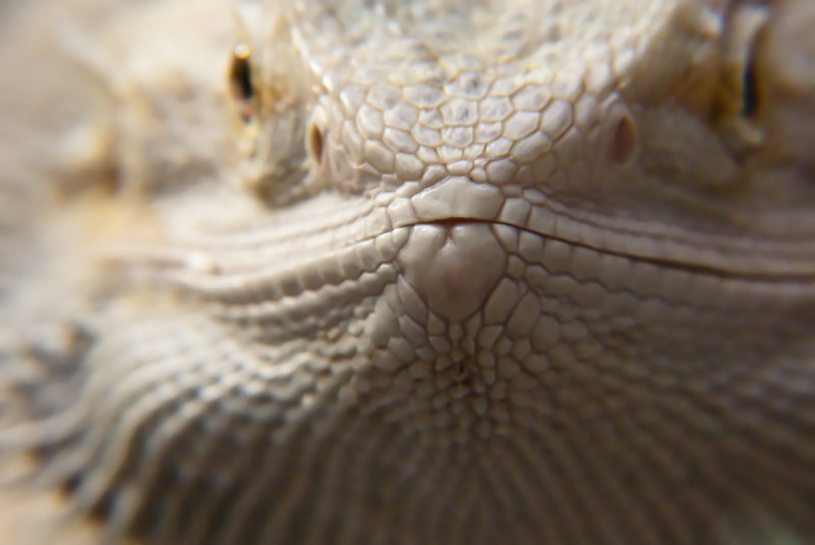 Looking for Strawberries...: Macro Friday! Lizard Lips!