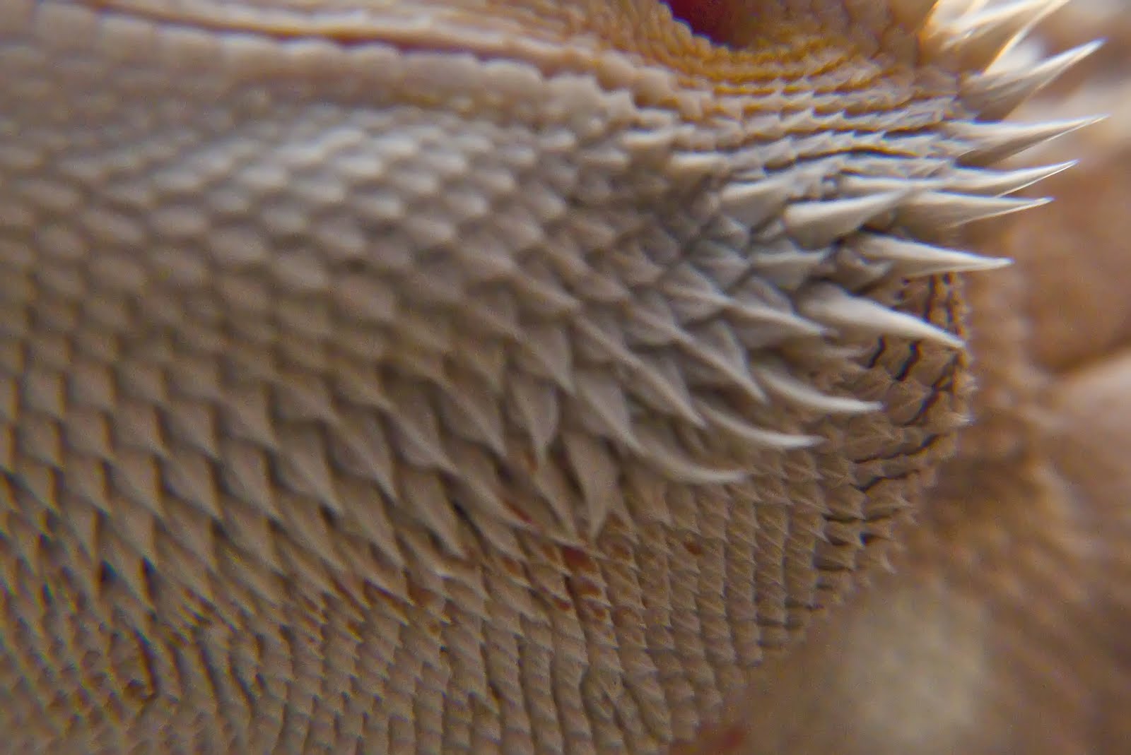 Looking for Strawberries...: Macro Friday! Lizard Lips!