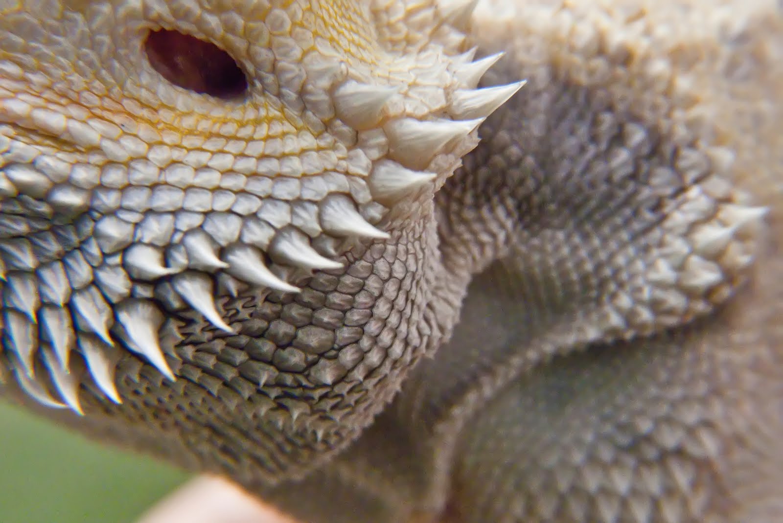 Looking for Strawberries...: Macro Friday! Lizard Lips!