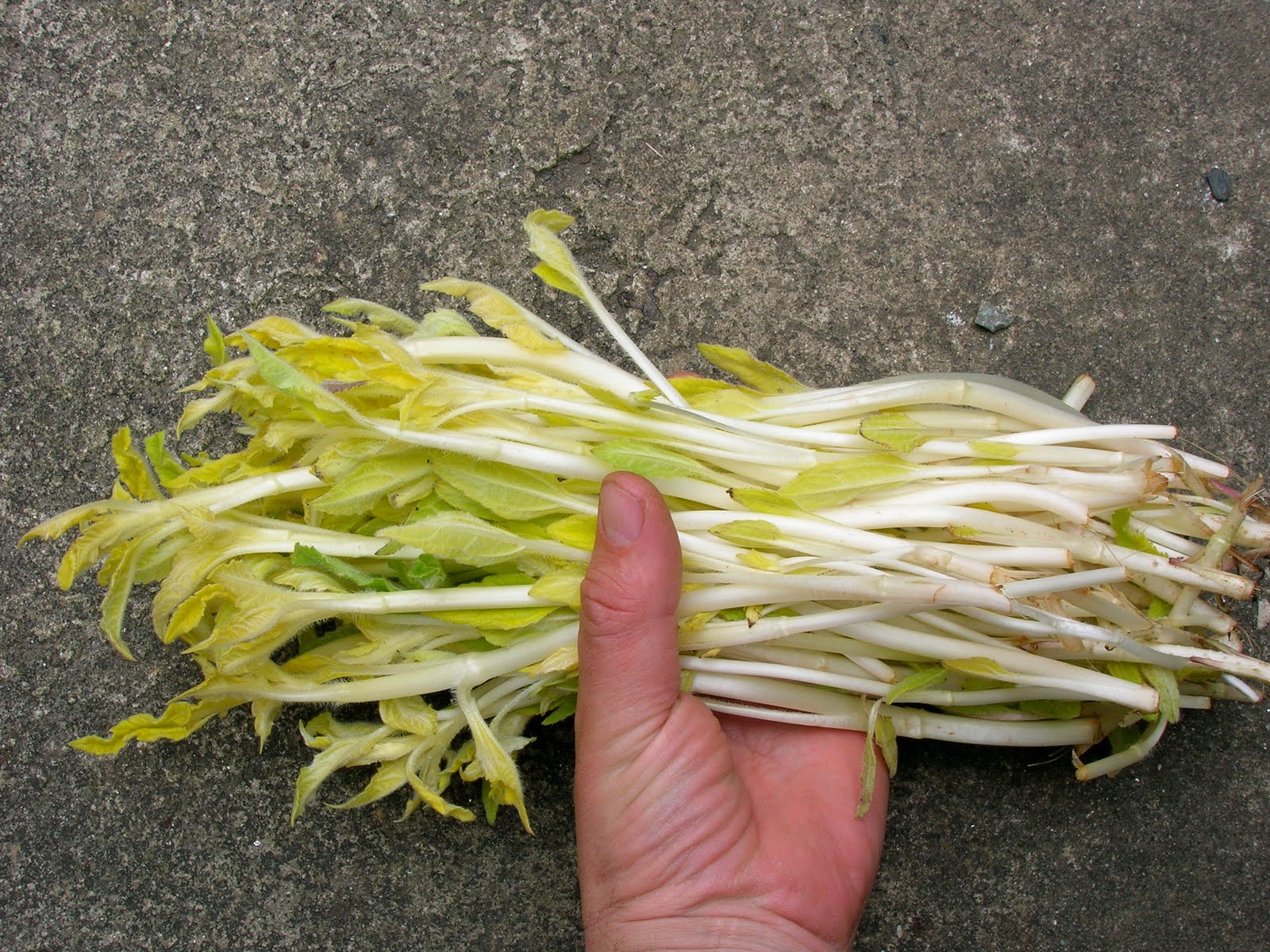 Getting Arty and Chic with Helianthus