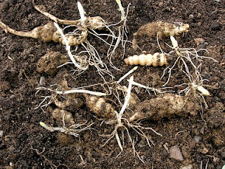 Don't Choke on My Chorogi - Stachys sieboldii