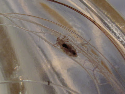 BugBlog: An unwelcome bug