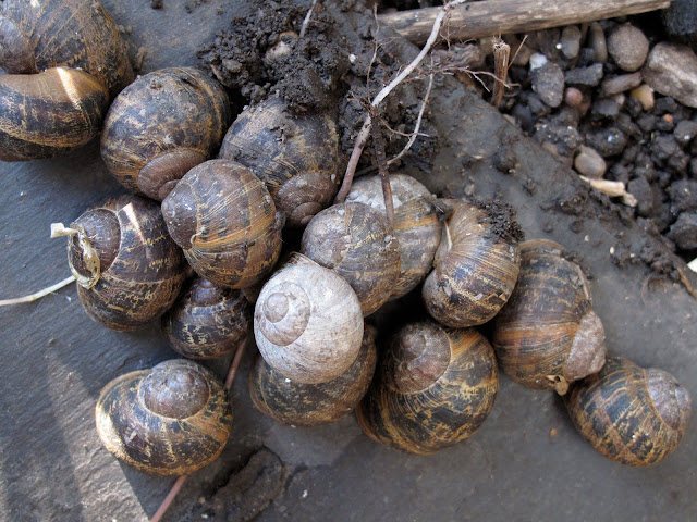 BugBlog: Sleeping Snails