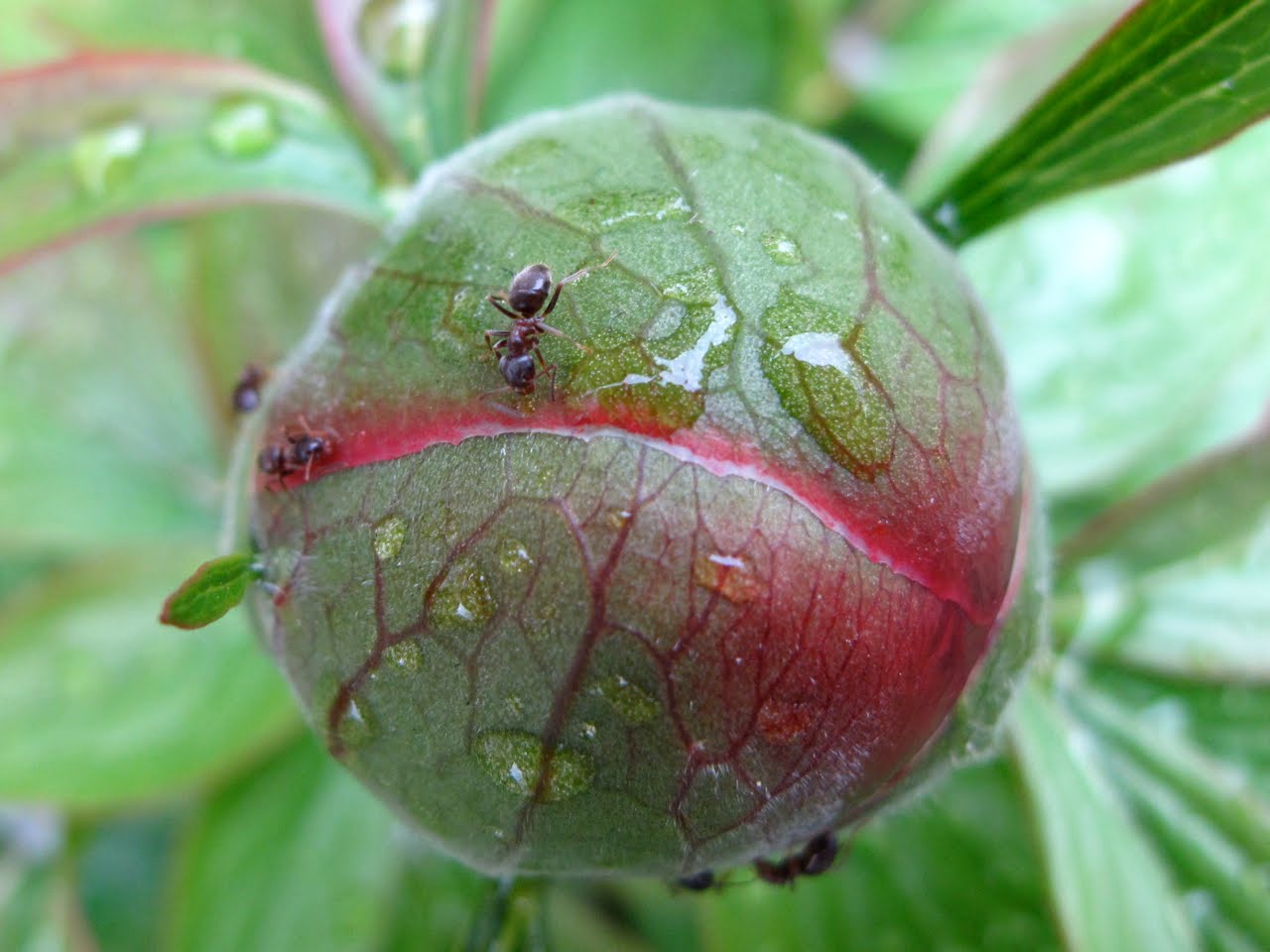 BugBlog: Ants in my plants