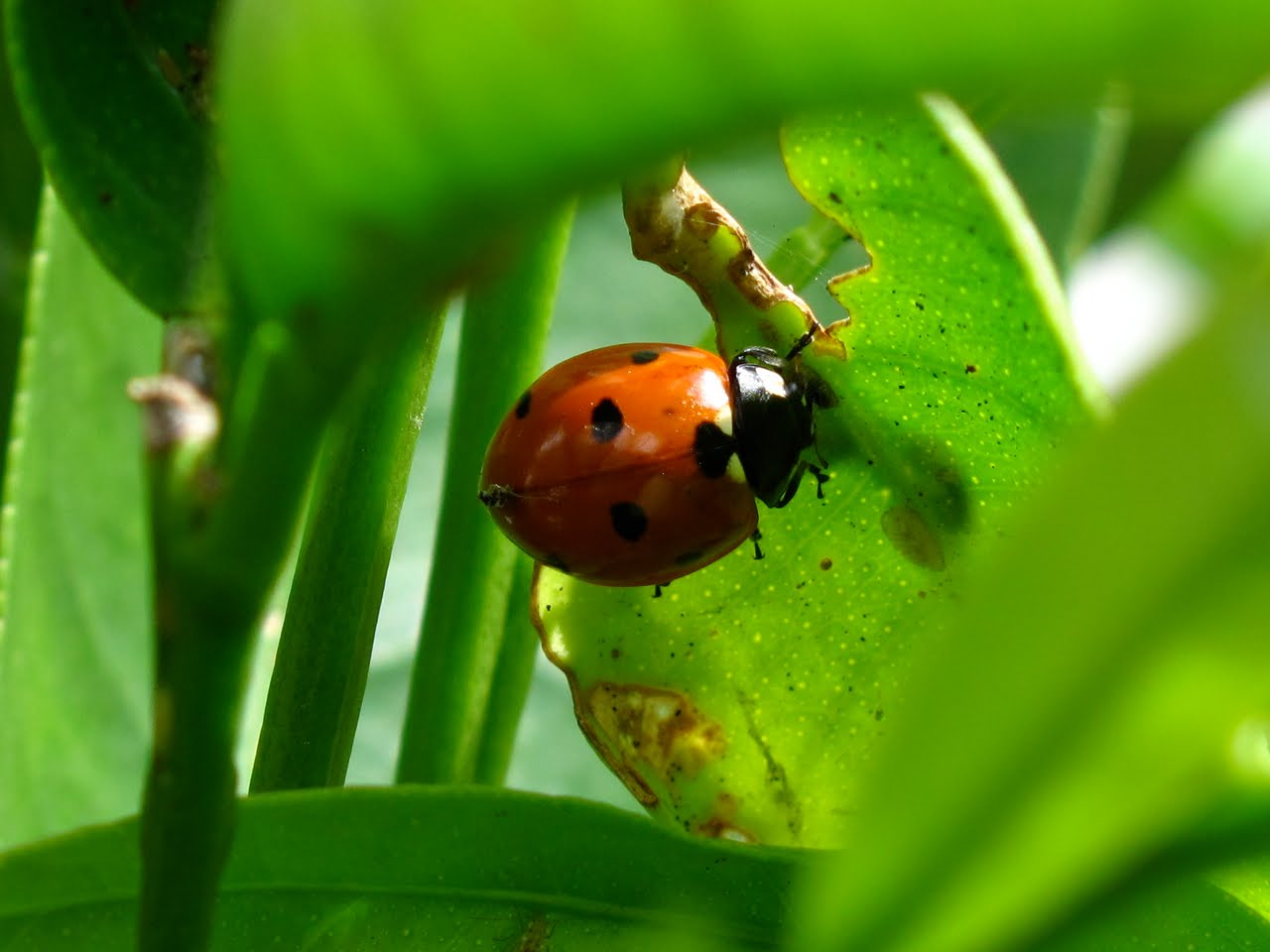 BugBlog: Ant vs. ladybird