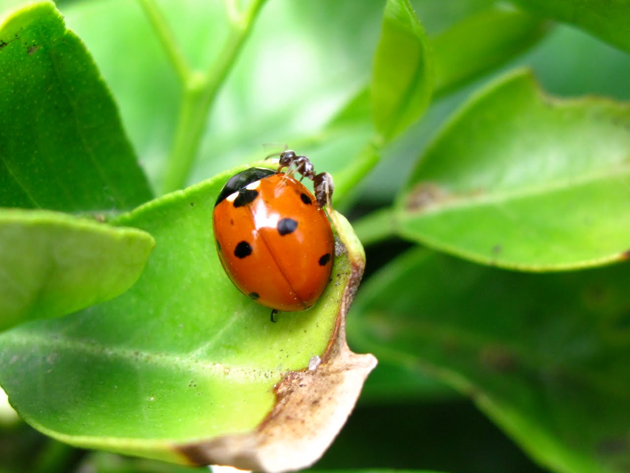 BugBlog: Ant vs. ladybird