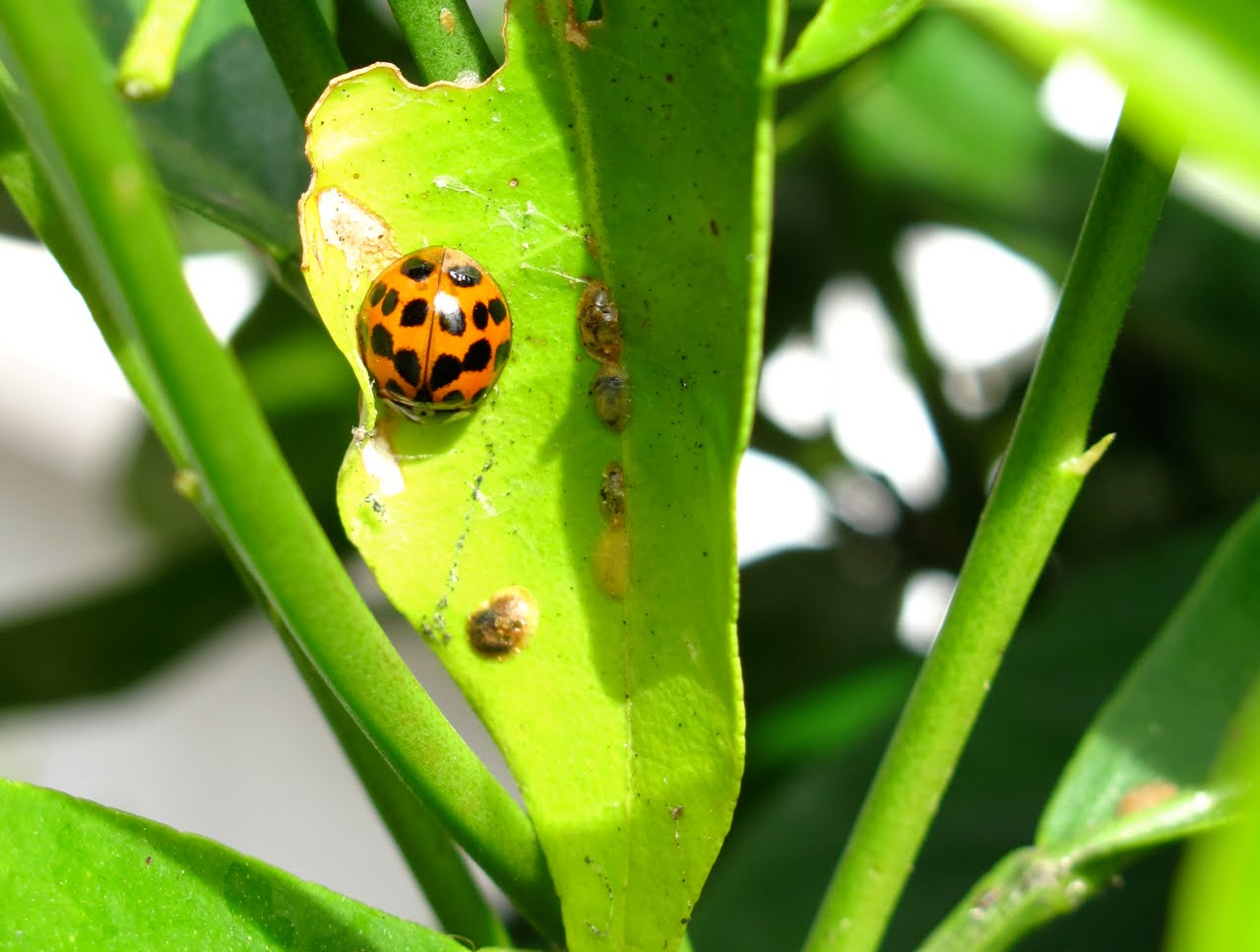 BugBlog: Ant vs. ladybird