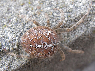 BugBlog: Giant garden spider