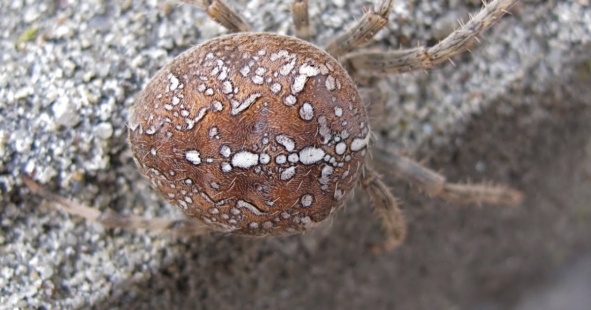 BugBlog: Giant garden spider