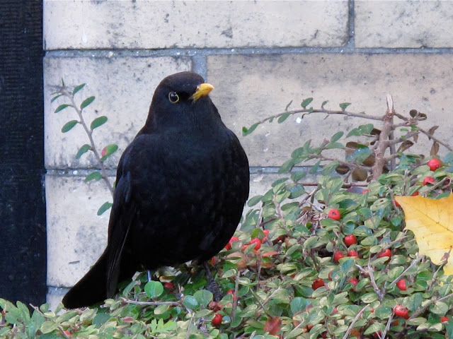 The Rattling Crow: The sitting blackbird