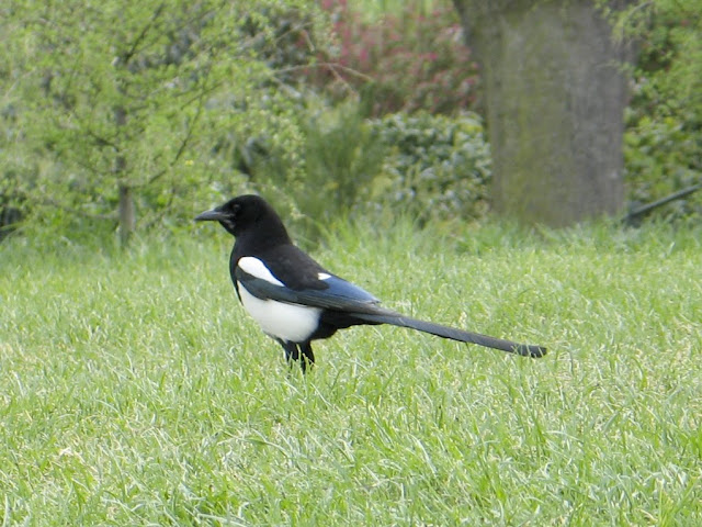 The Rattling Crow: Magpie Roost