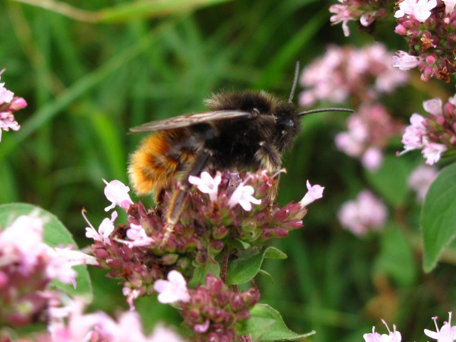 BugBlog: Cuckoo bumblebee chemical weapons