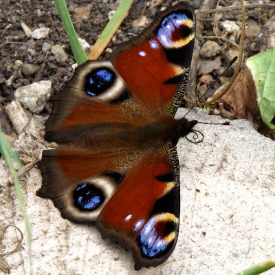 BugBlog: August 2010