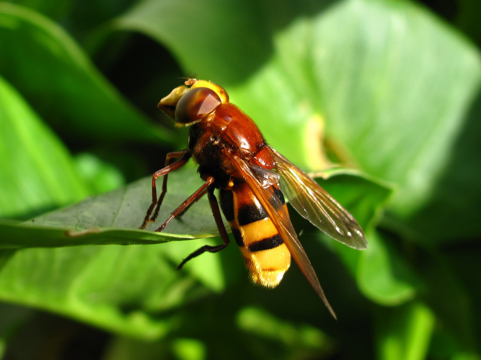 BugBlog: A hornet-mimic hoverfly