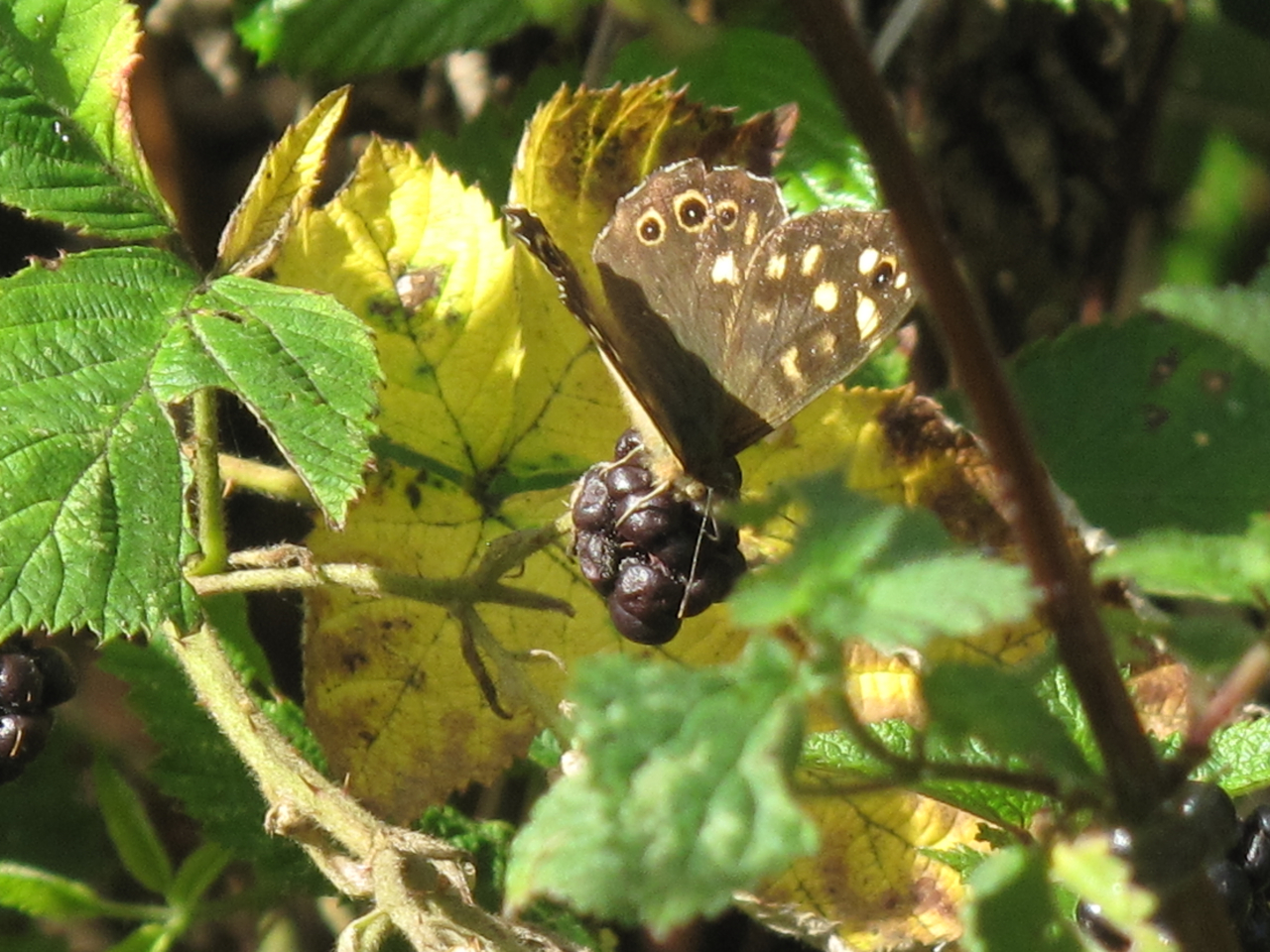 BugBlog: September bugs