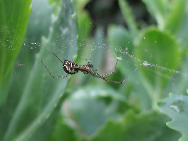 BugBlog: September 2010