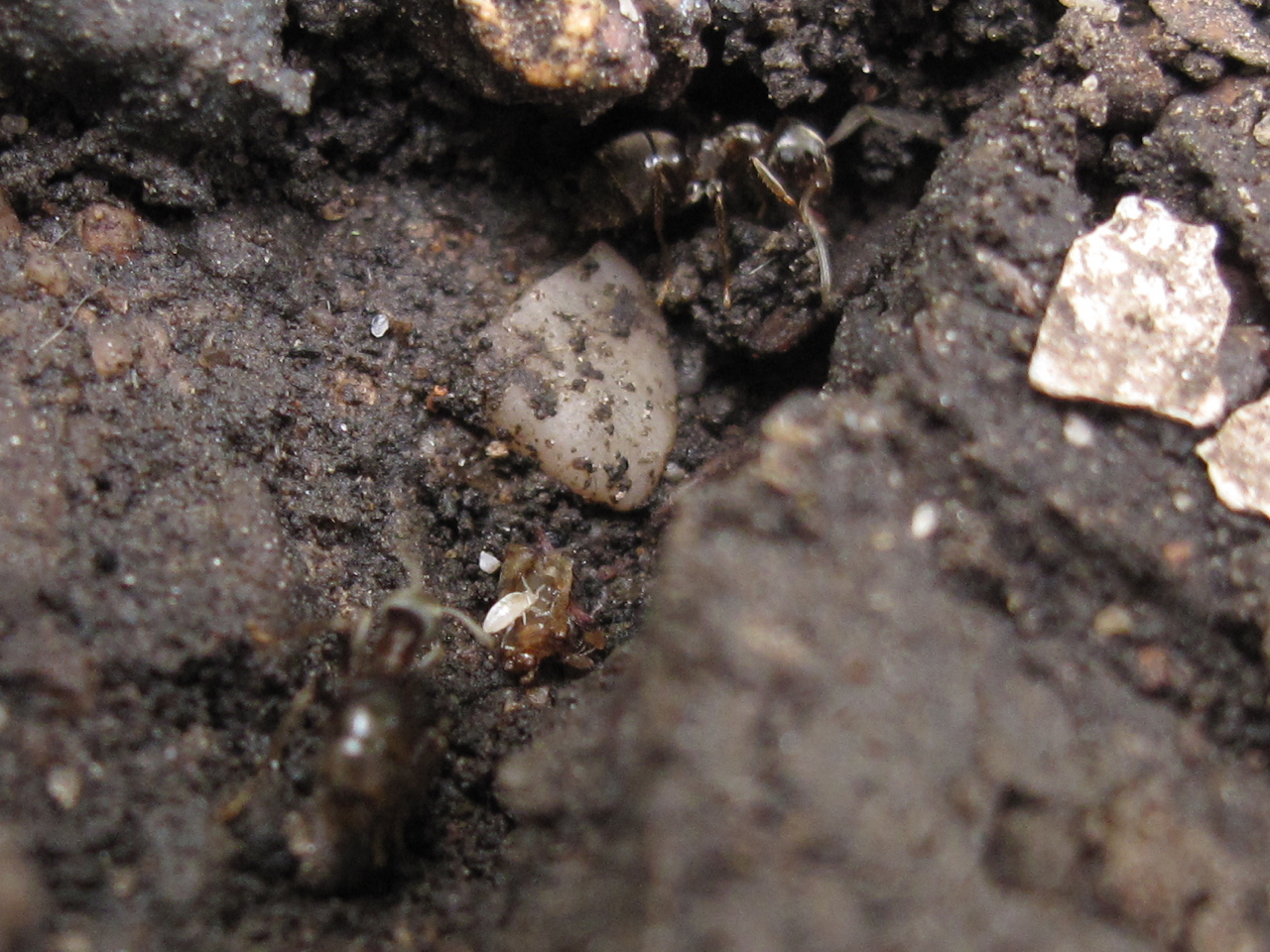 BugBlog: Peeking under stones