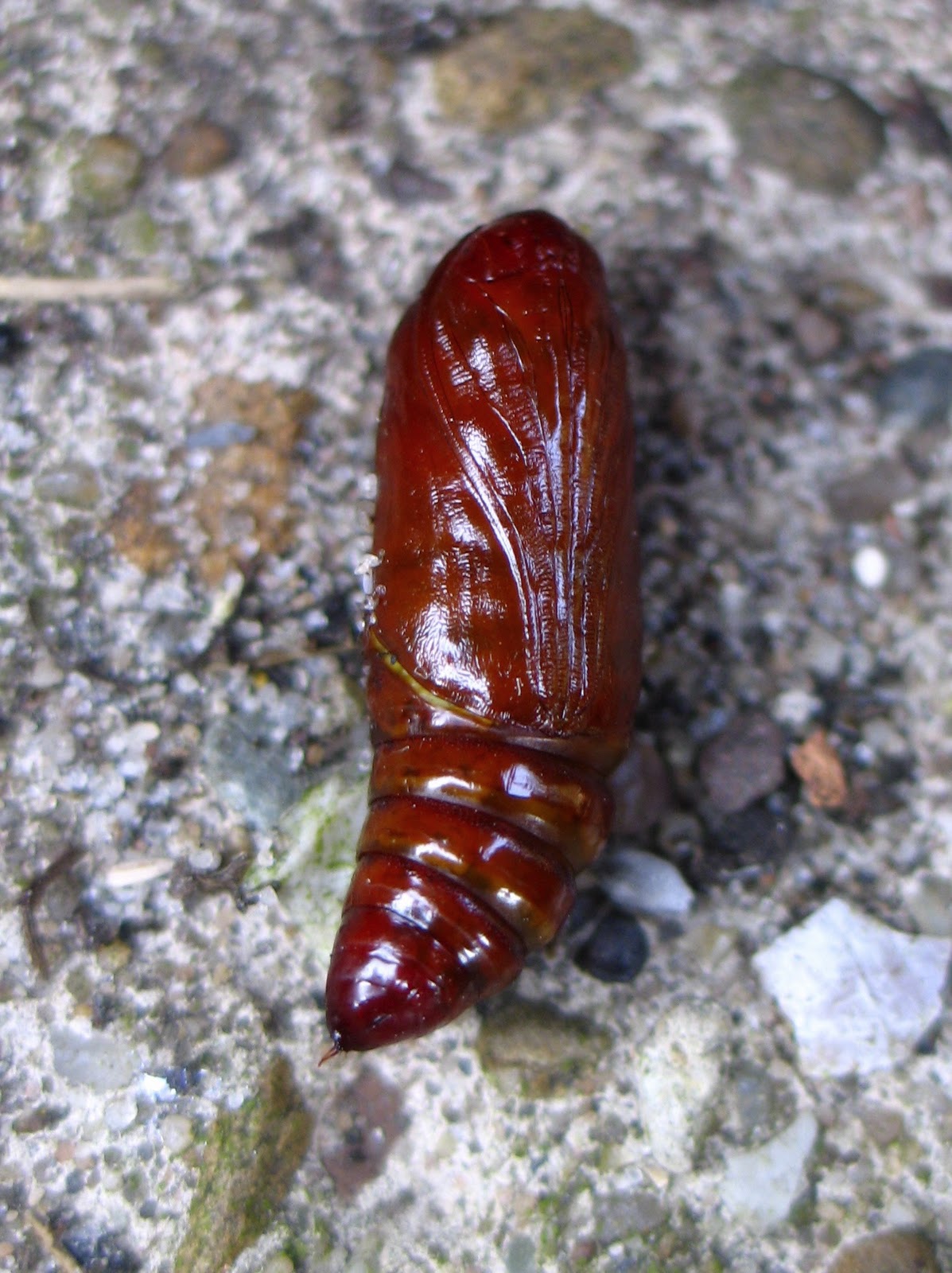 BugBlog: Angle Shades caterpillar